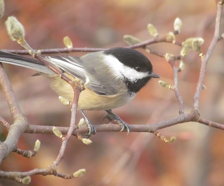 Chickadees - In The Hills