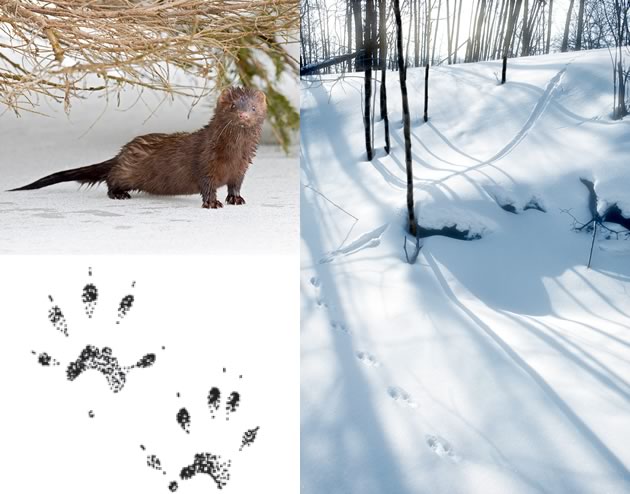 Tracking 101 - In The Hills