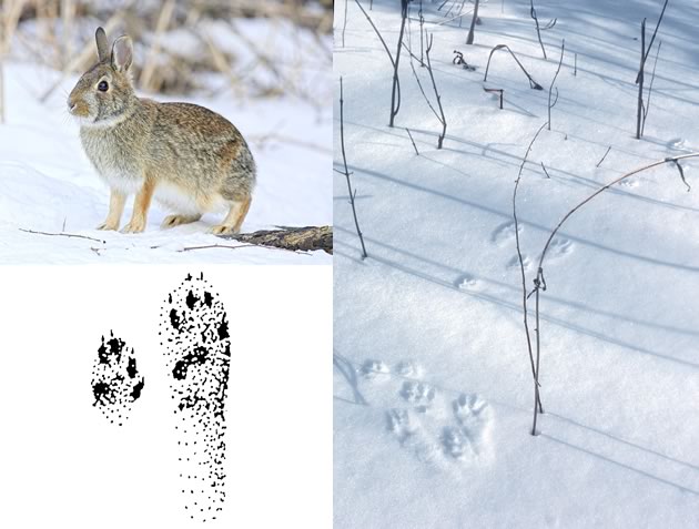 Tracking 101 - In The Hills