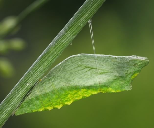 Chrysalides - In The Hills