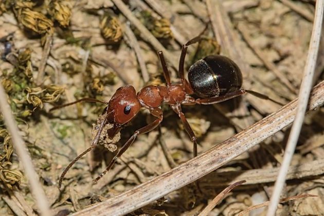 Incredible Insects - In The Hills