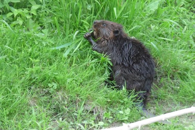 Amazing Beavers - In The Hills