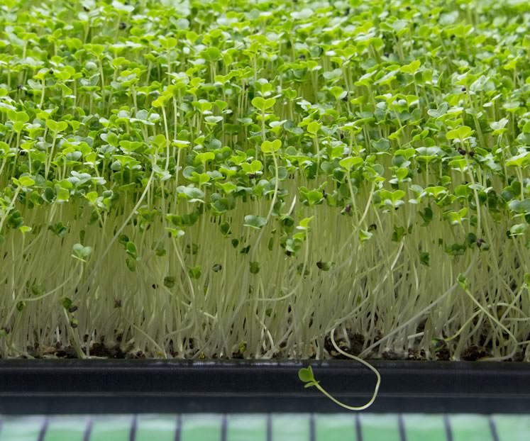 Sesame Maple Brussels Sprouts with Microgreens - In The Hills