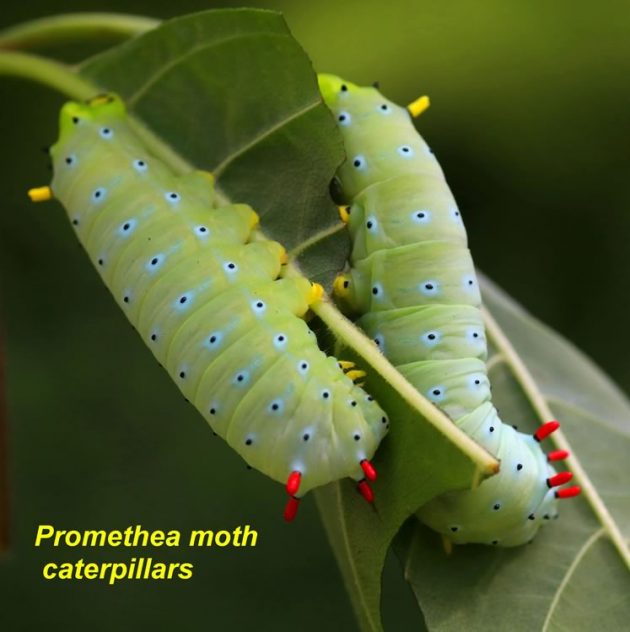 Promethea Moths - In The Hills