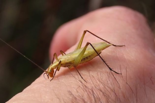 Tree Crickets - In The Hills