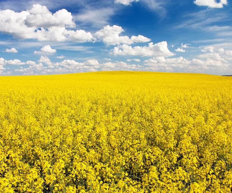 An Exurbanite’s Guide to Field Crops - In The Hills