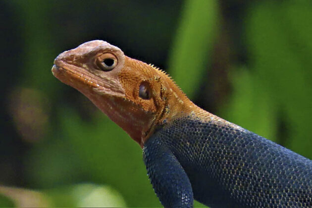 Not All Invaders Are Bad - In The Hills