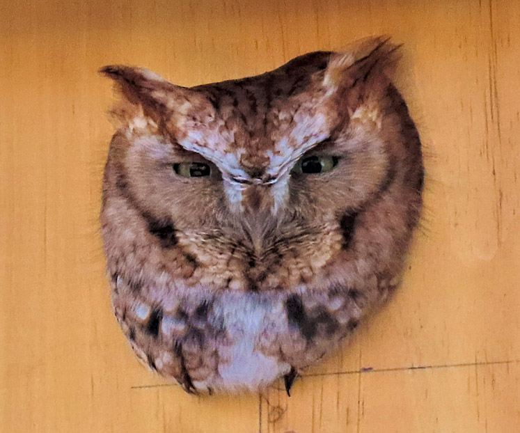 Screech Owls - In The Hills