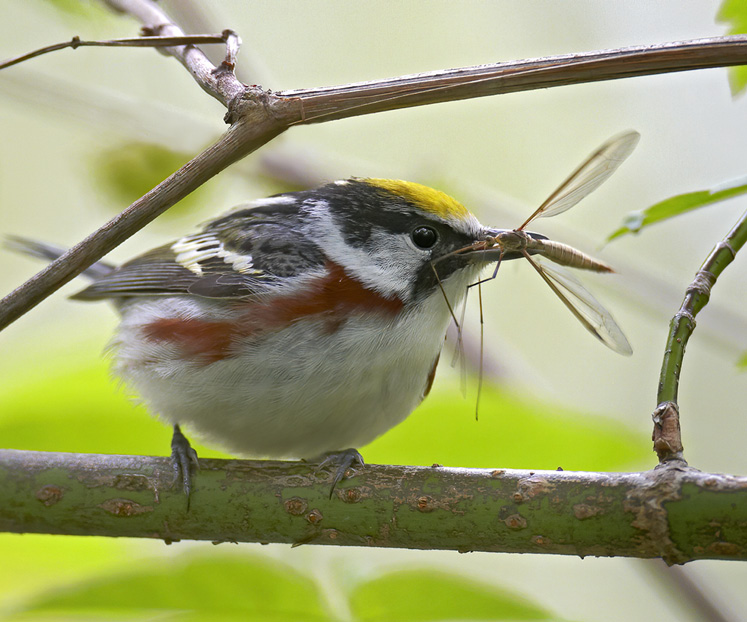 Wonderful Warblers - In The Hills