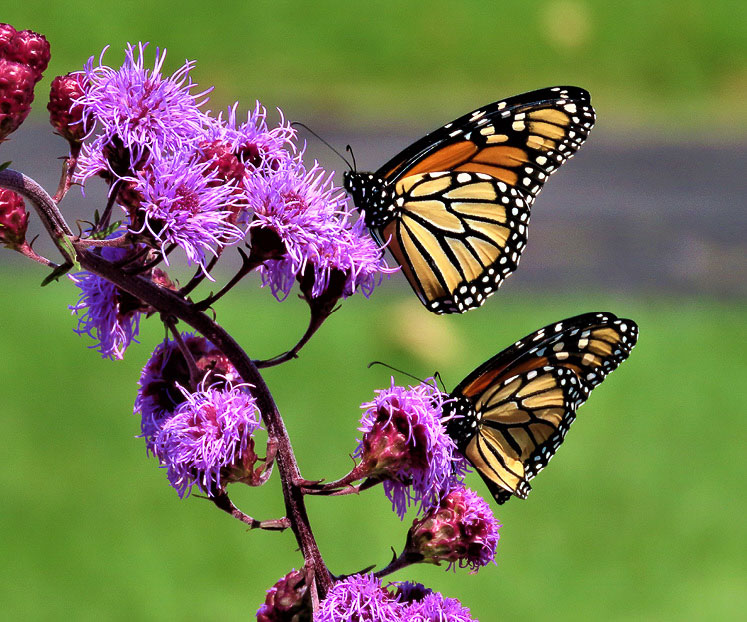 A Monarch Magnet - In The Hills