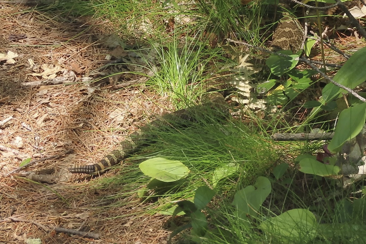 Ontario Rattlesnakes and Their Mimics - In The Hills
