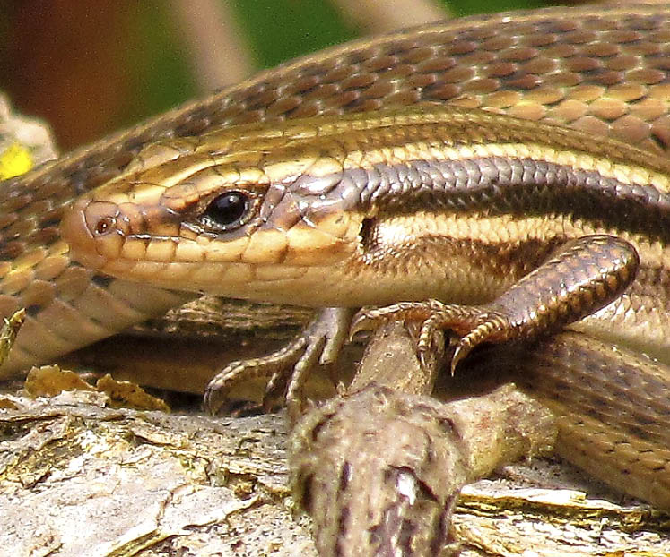 Five-lined Skinks - In The Hills