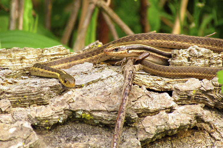 Five-lined Skinks - In The Hills