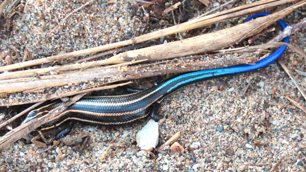 Five-lined Skinks - In The Hills
