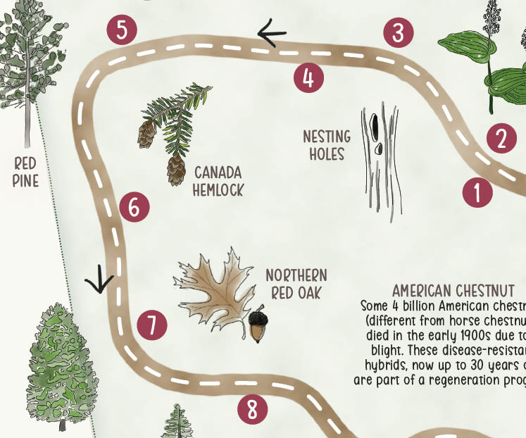 Little Tract Interpretive Trail - In The Hills