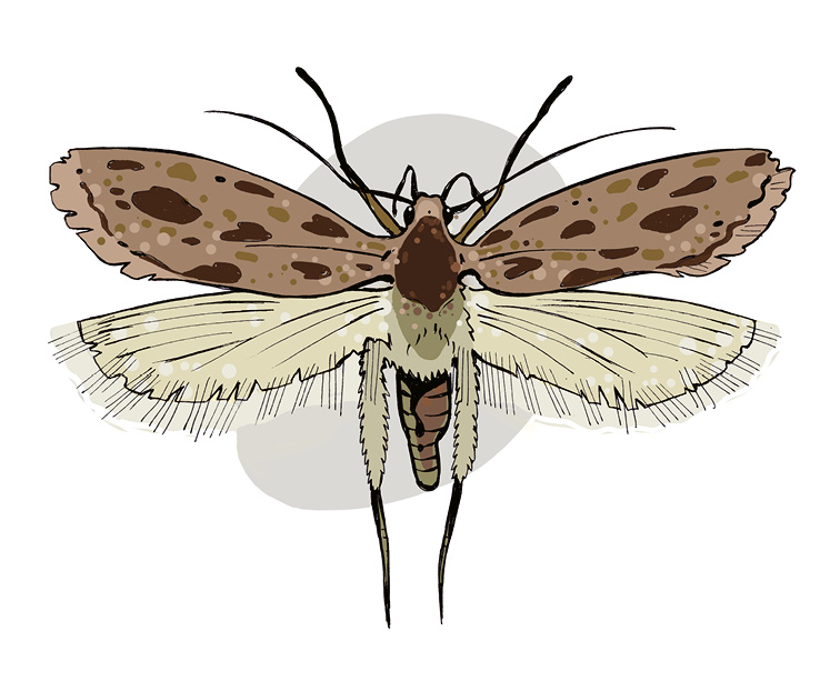 Bugged! - In The Hills