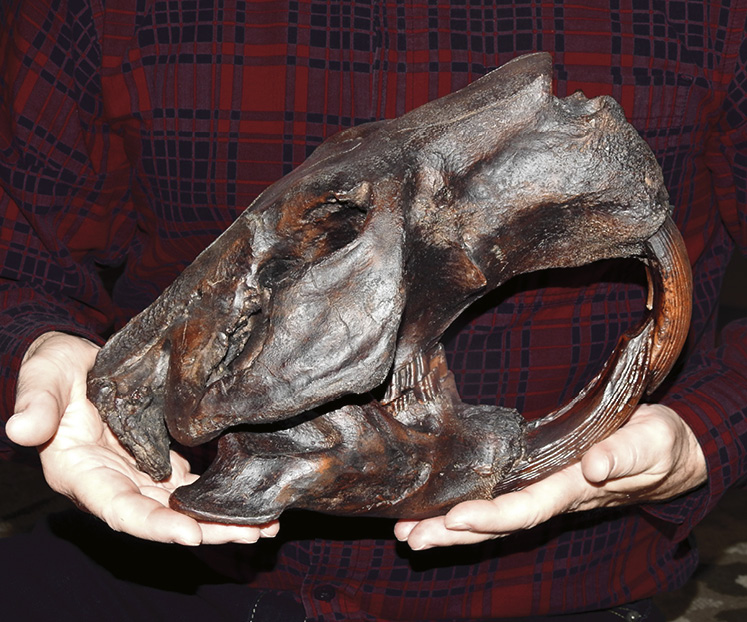 When 200-Pound Beavers Roamed Southern Ontario - In The Hills